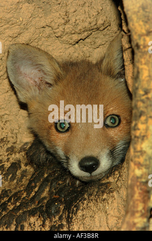 Portrait of Red fox (Vulpes vulpes Stock Photo - Alamy