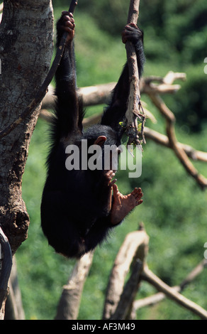 Young Chimpanzee Swinging in Tree Stock Photo - Alamy