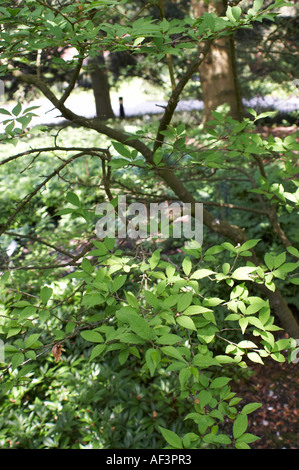 Aquifoliaceae - Ilex serrata. Finetooth holly Stock Photo - Alamy