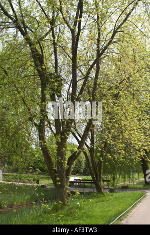 Silver Maple (Acer saccharinum), Aceraceae-Sapindaceae Stock Photo - Alamy