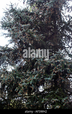 Botany - Trees - Pinaceae. Dragon spruce (Picea asperata). Cone Stock ...
