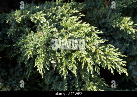 Cupressaceae. Juniperus sabina. Buffalo. Juniperus sabina Stock Photo ...