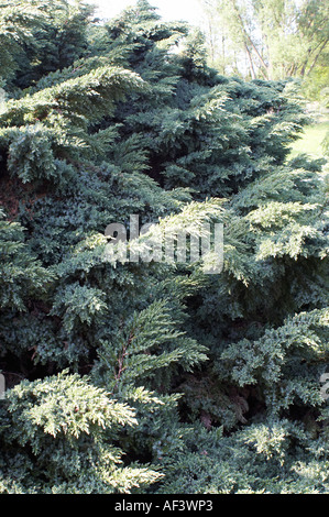 Cupressaceae. Juniperus sabina. Buffalo. Juniperus sabina Stock Photo ...