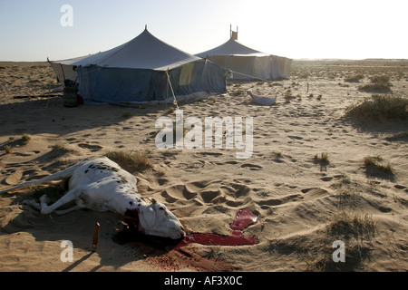 a Tuareg in the shara kills a goat halal style for his dinner Stock ...