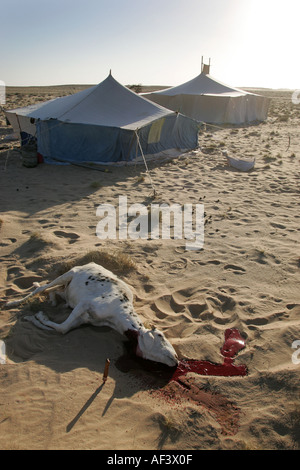 a Tuareg in the shara kills a goat halal style for his dinner Stock ...