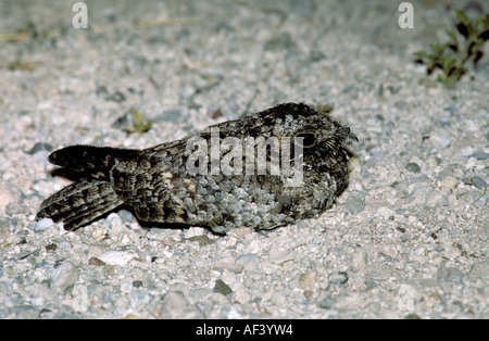 Common Poorwill Phalaenoptilus nuttallii Portal Cochise County ARIZONA ...