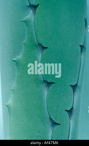 Utah Agave (Agave utahensis Stock Photo - Alamy