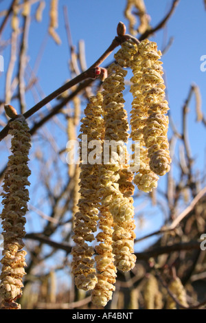 Hazel Tree (Corylus maxima) Kentish Cob Stock Photo - Alamy