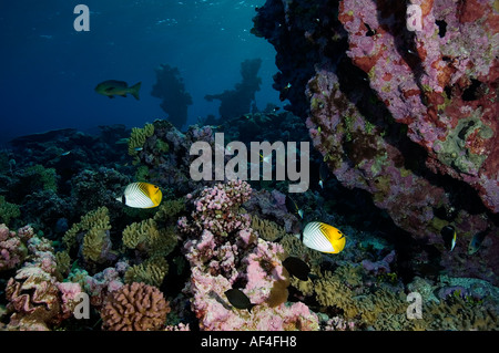 Reef scenics inner lagoon Kingman Reef Stock Photo - Alamy
