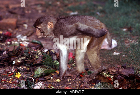 Wild monkeys scavenge through litter for food Kathmandu Nepal Stock ...