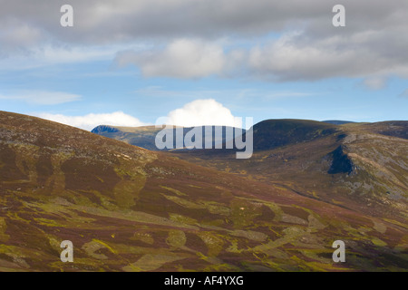 Heather in flower, a blanket of lilac in the Scottish Highlands ...