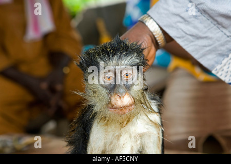 Nigeria Lagos Bushmeat for sale Stock Photo - Alamy