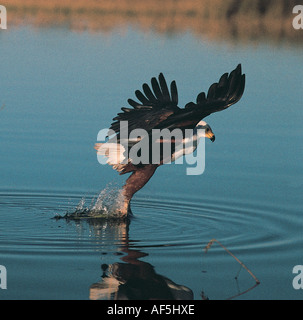 Fish Eagle stooping to try to catch a fish from the water Okavango ...