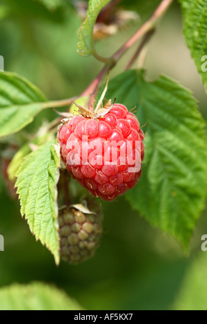 Raspberry berry growing on vine Stock Photo - Alamy