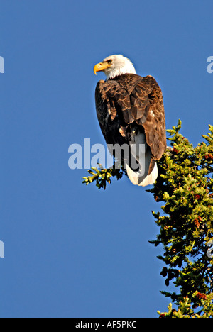 A vertical shot of a bald eagle on the bark against the blue sky Stock ...