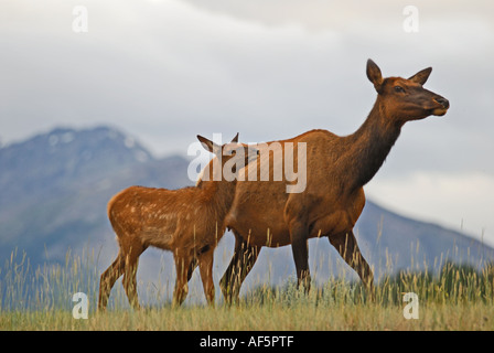 Mother Elk walking with her newborn calf in Yellowstone National Park ...