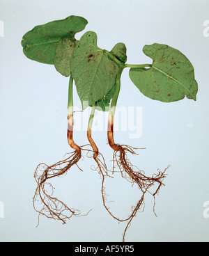 Stem rot Rhizoctonia solani damage to the base of a green bean seedling ...