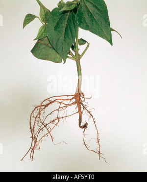 Foot Rot (Fusarium solani) on Broad Bean stem base (Vicia faba Stock ...