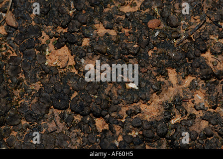 Mature biological, cryptobiotic crust on desert soil surface, Coconino ...