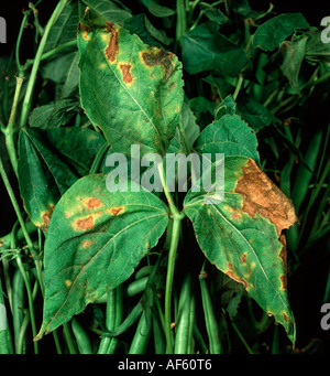 Bacterial blight on bean leaf, Pseudomonas syringae Stock Photo - Alamy