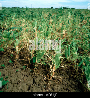 Pea crop damage caused by foot rot Fusarium solani f sp pisi Stock ...