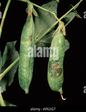 Bacterial pea blight. Pea pods (Pisum sativum) affected by bacterial ...
