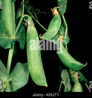 A viral disease of pea. The infected plant has mosaic and chlorotic ...