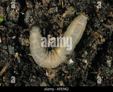 Crane fly larva or leatherjacket Tipula spp on lawn grass and soil ...