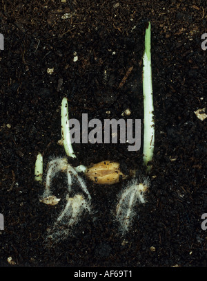 A germinating barley seed with roots and coleoptile shoot Stock Photo ...