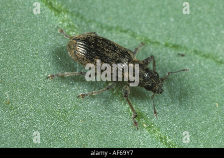 A pea leaf weevil (Sitona lineatus). beetle on the damaged plant. It is ...