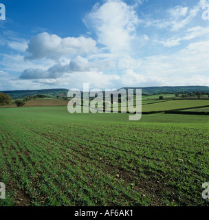 Barley crop field and rolling Devon landscape near Crediton, Devon ...