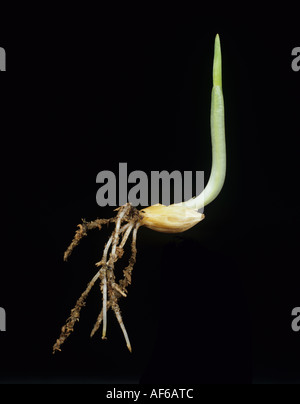 A barley (Hordeum vulgare) seed germinating with young roots and root ...