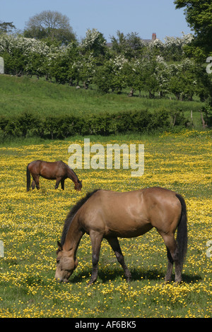 Horses grazing in field of buttercups Stock Photo - Alamy