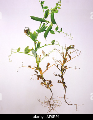 Close up of damaged pea root caused by stubby root nematode Trichodorus ...