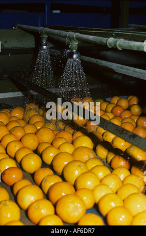 Oranges being washed up in an automatic wash machine at the department ...