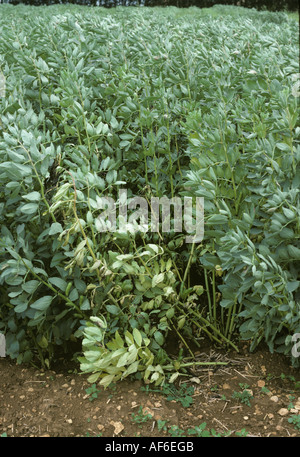 Field beans wilting because of Fusarium foot rot Fusarium culmorum ...