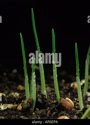 Wheat seedling with emerging first leaf in coleoptine and developing ...