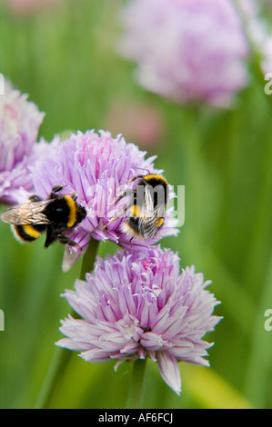 Bumble bee on a chive plant Stock Photo - Alamy