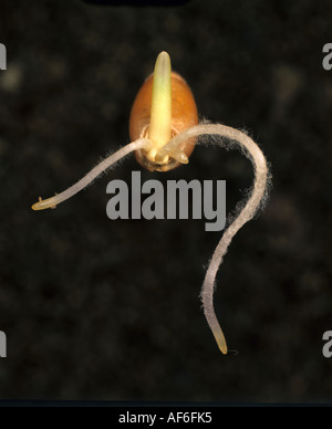 Germinating wheat seedling with roots and coleoptile just emerging ...