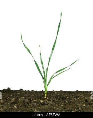 Wheat plant growth stage 21 with long sub-crown internode with deep ...