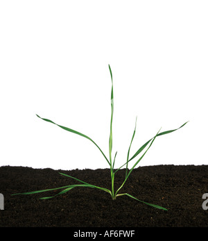 Wheat plant growth stage 21 with long sub-crown internode with deep ...