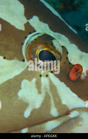 The eye of a Nassau Grouper in Little Cayman Stock Photo - Alamy