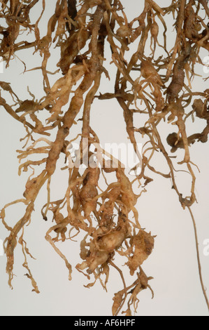 Pea roots with galls caused by root knot nematode Meloidogyne hapla ...