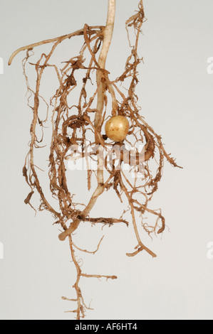 Potato roots with galls caused by root knot nematode Meloidogyne hapla ...