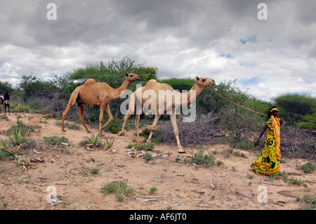 Nomadic Somali tribes using camels to carry their entire houses in ...