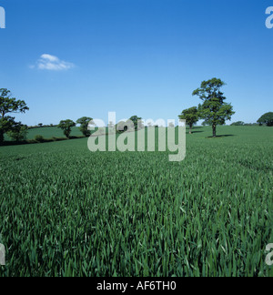 a green tree isolated on a wheat field Stock Photo - Alamy