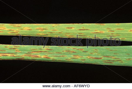 Narrow brown spot (Cercospora oryzae) lesions on a rice leaf Stock ...