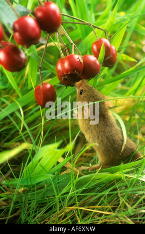 Harvest mouse Micromys minutus eating ear of corn fv Stock Photo - Alamy
