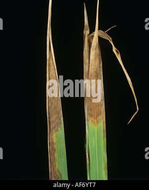 Leaf scald (Gerlachia oryzae) tipping on rice leaves Stock Photo - Alamy