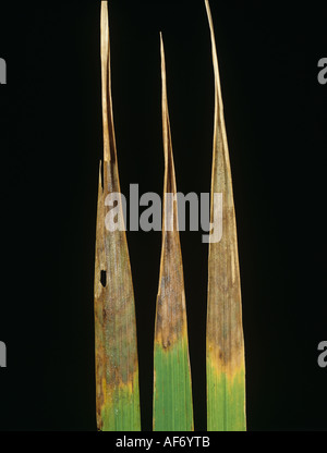 Leaf scald (Gerlachia oryzae) tipping on rice leaves Stock Photo - Alamy